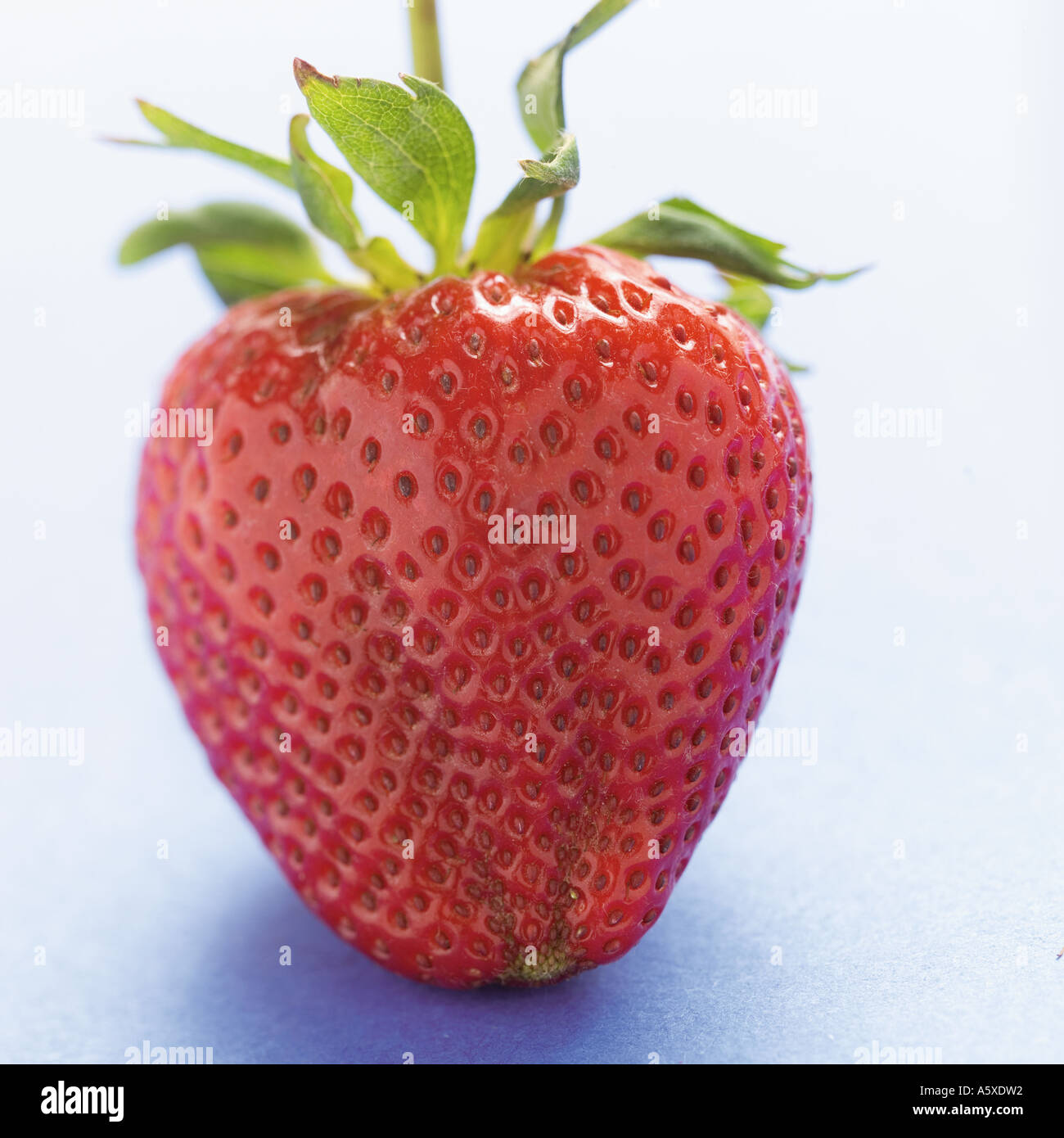Une fraise Banque de photographies et d’images à haute résolution - Alamy