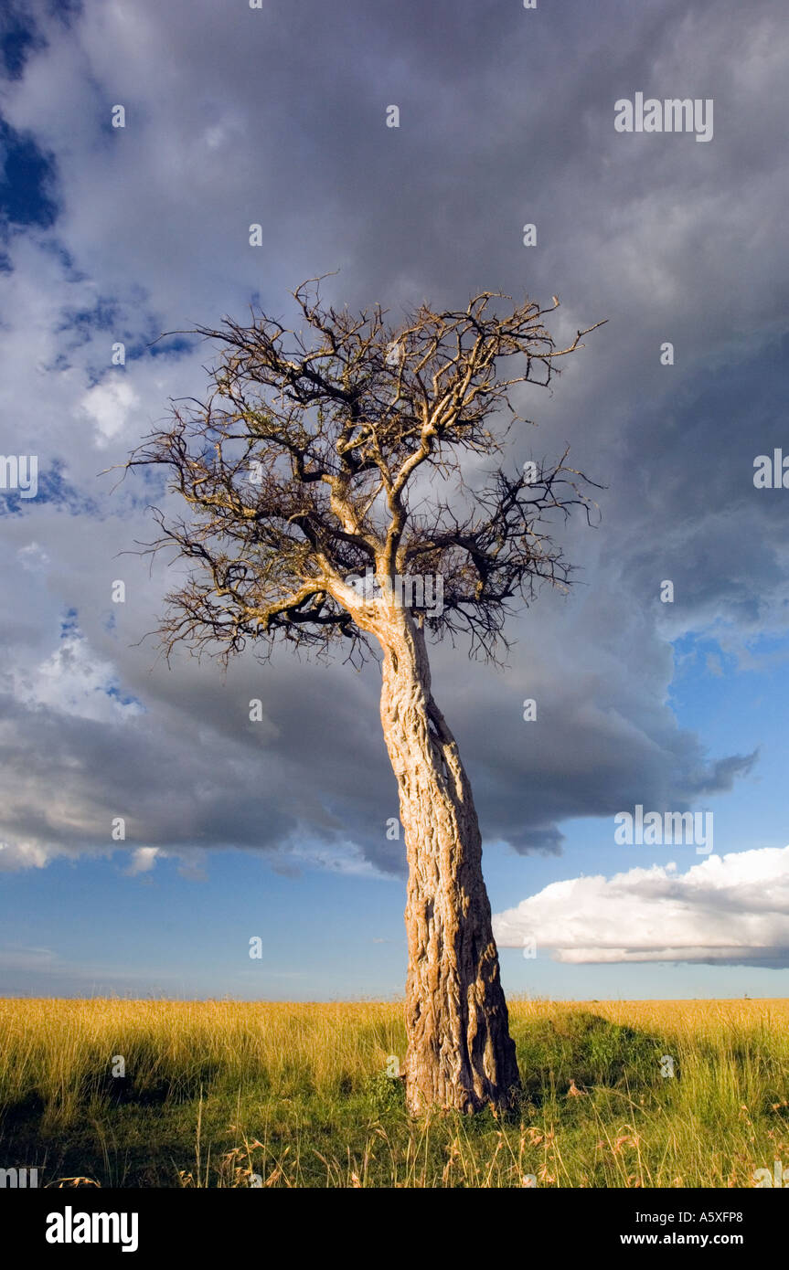 Arbre balanites Banque de photographies et d’images à haute résolution ...