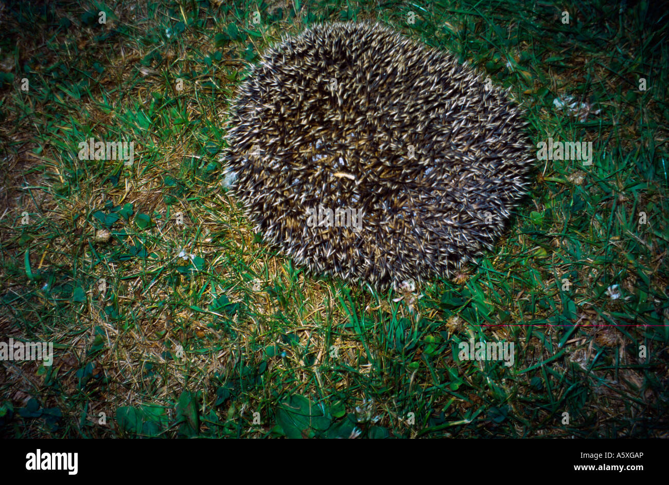 Defensive hedgehog Banque de photographies et d’images à haute ...