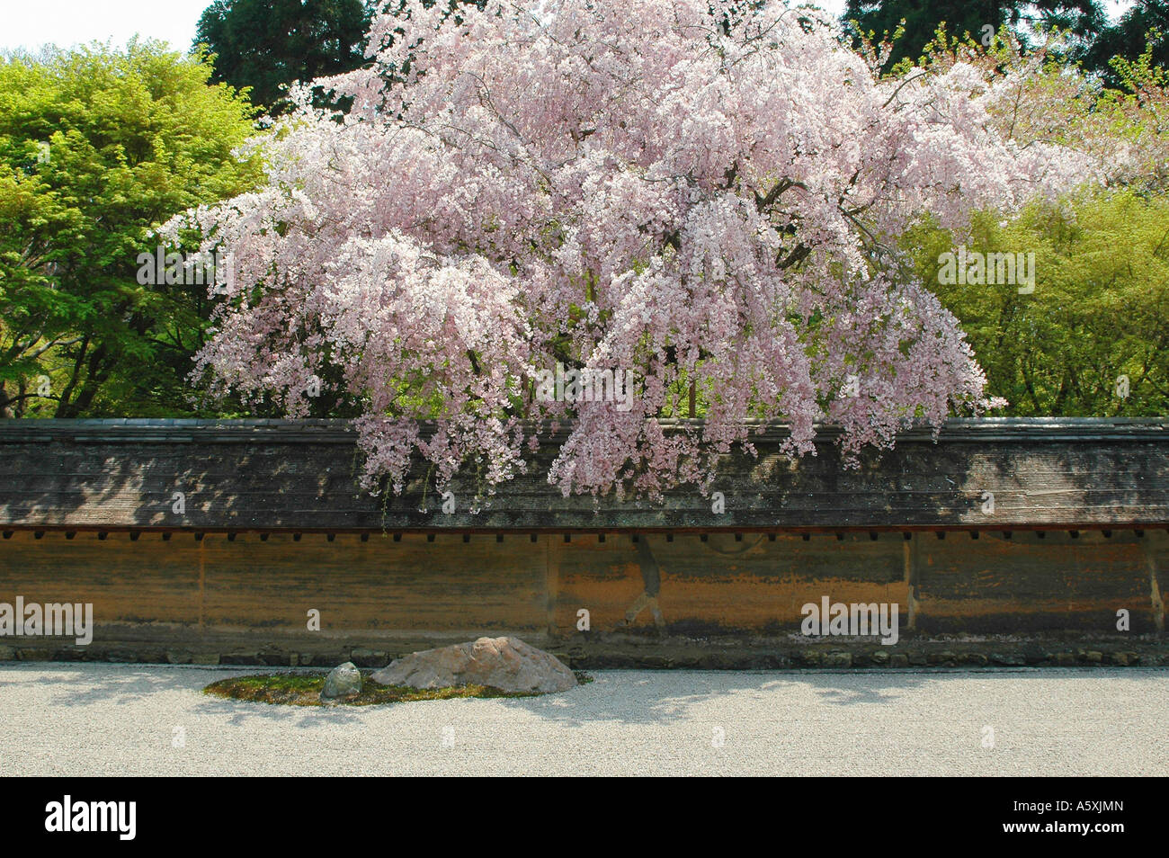 Iw0887 Painet honshu kyoto kansai japon temple Ryoanji le zen rock ...