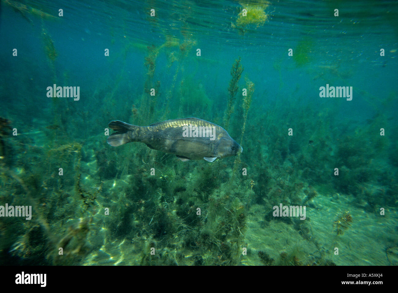 Carpe miroir Banque de photographies et d’images à haute résolution - Alamy