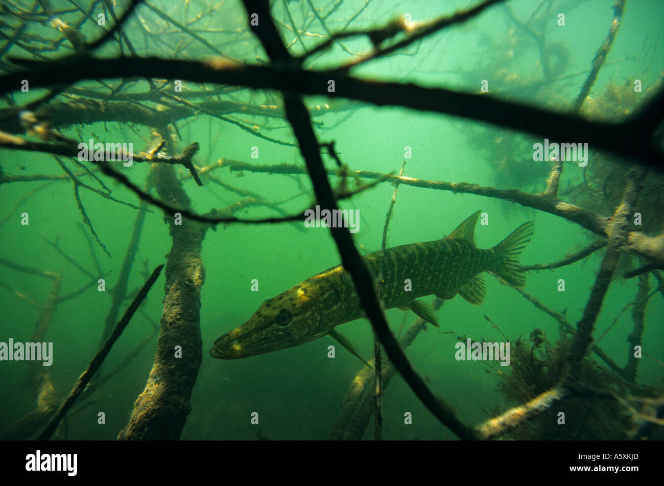 Lac volcanique gour de tazenat Banque de photographies et d’images à ...