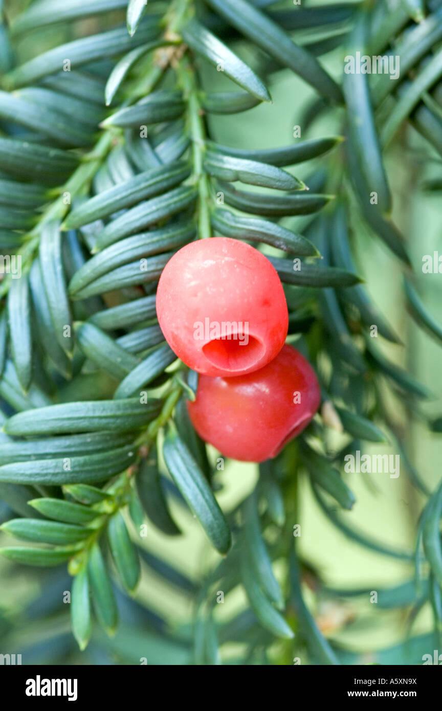 Taxus baccata fruit Banque de photographies et d’images à haute ...
