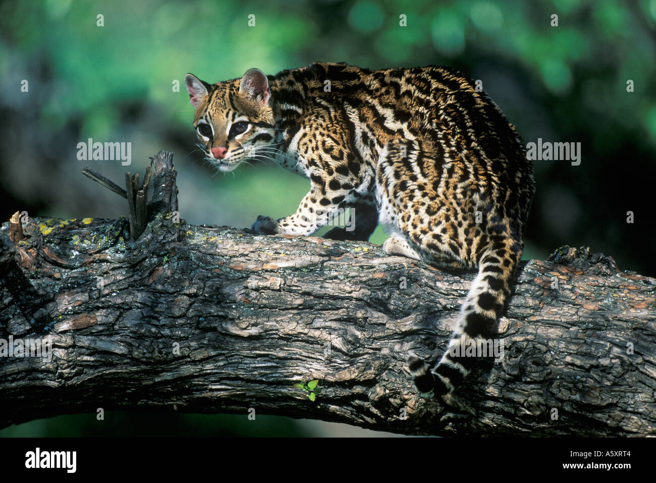 Felis pardalis ocelots chat sauvage Banque de photographies et d’images ...