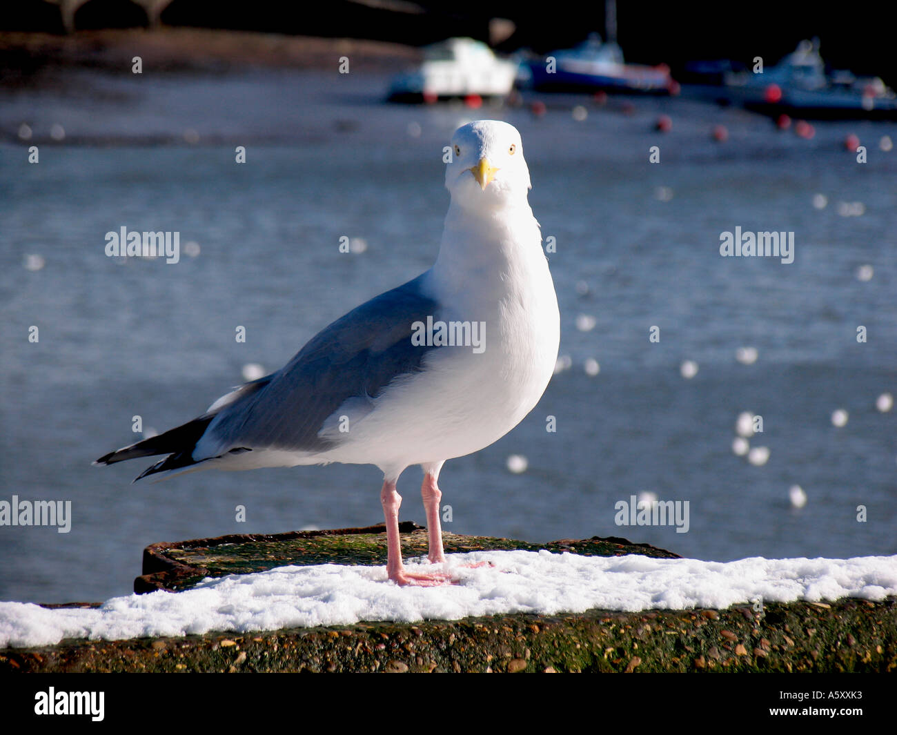 Larus argentus Banque de photographies et d’images à haute résolution ...