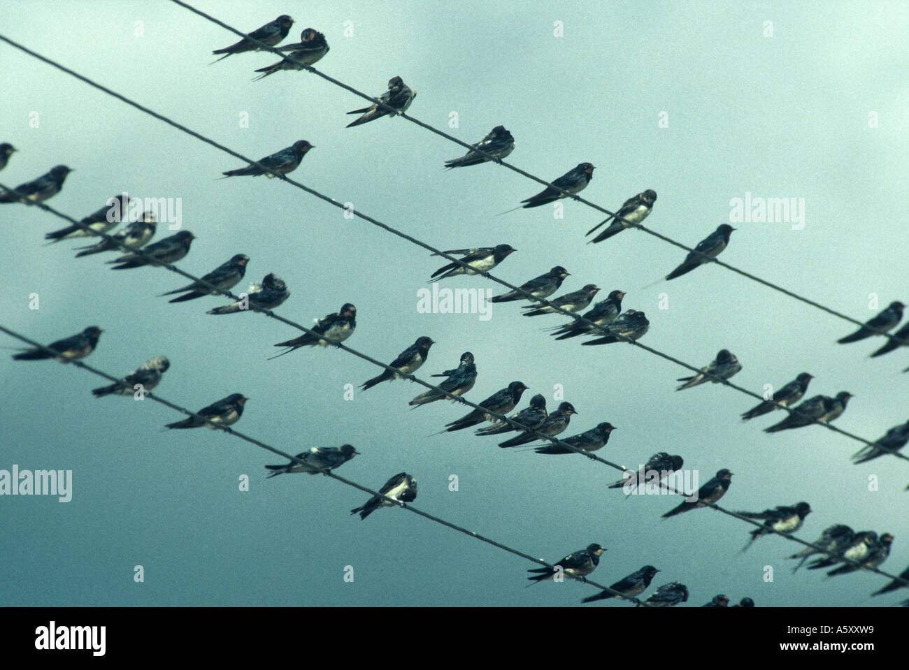 Barn swallow hirundo rustica preening Banque de photographies et d ...