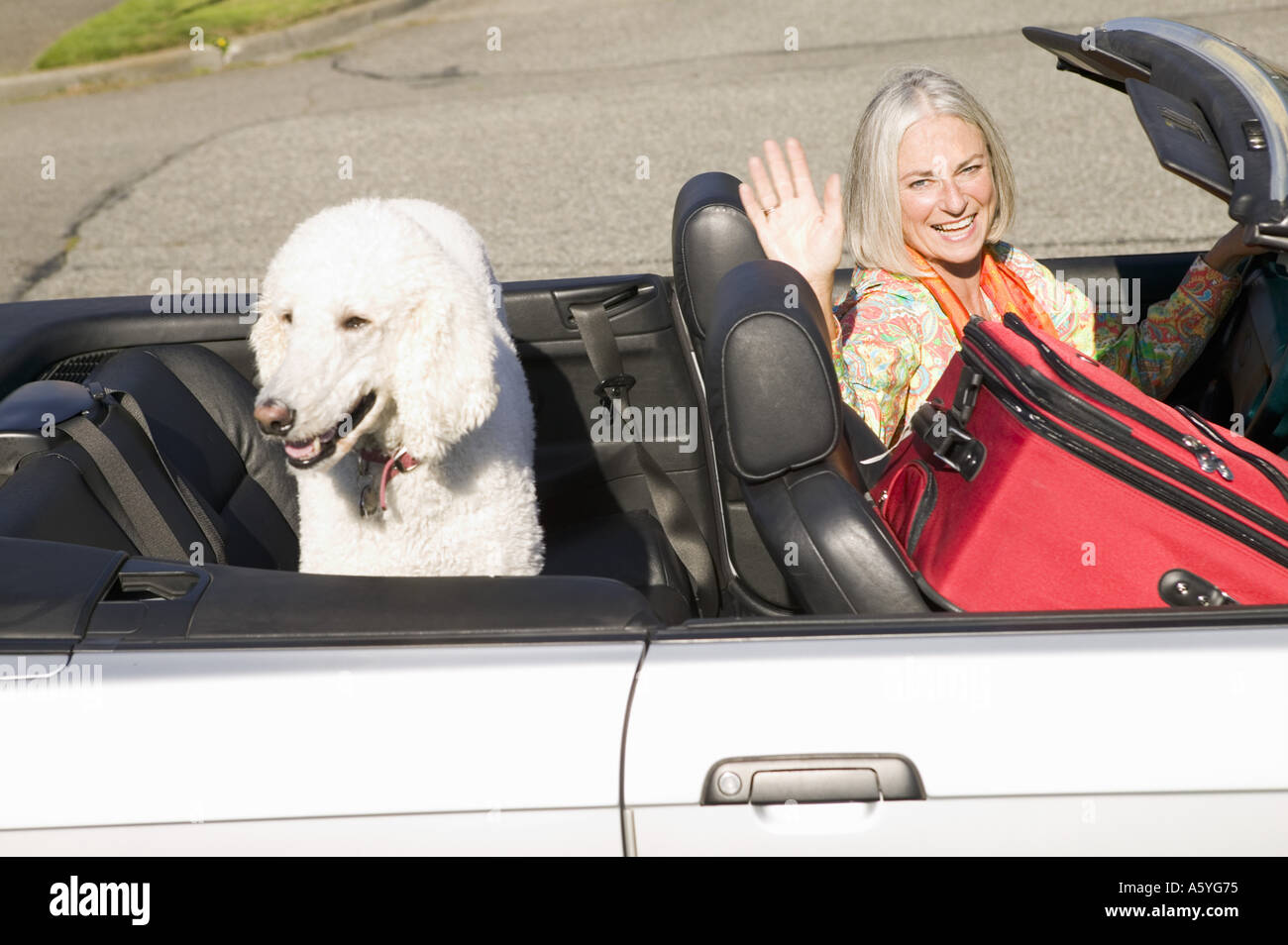 Dog driving convertible car Banque de photographies et d’images à haute ...