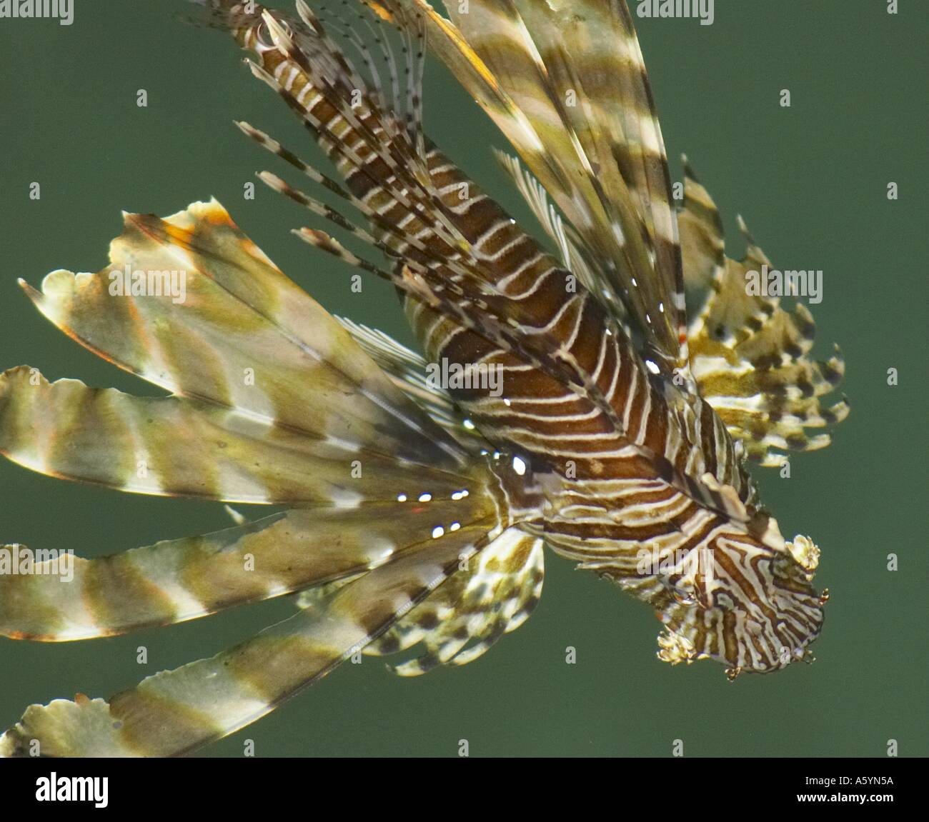 Poisson lion sous l'eau Banque de photographies et d’images à haute ...