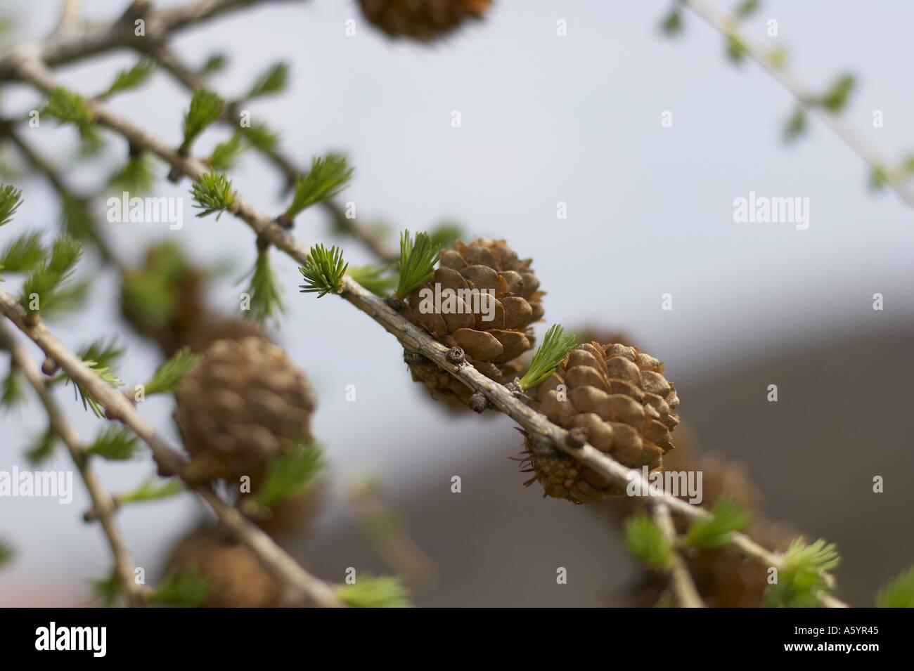 Larch cones Banque de photographies et d’images à haute résolution - Alamy