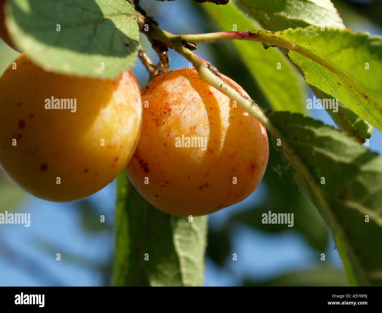 Arbre mirabelles Banque de photographies et d’images à haute résolution ...