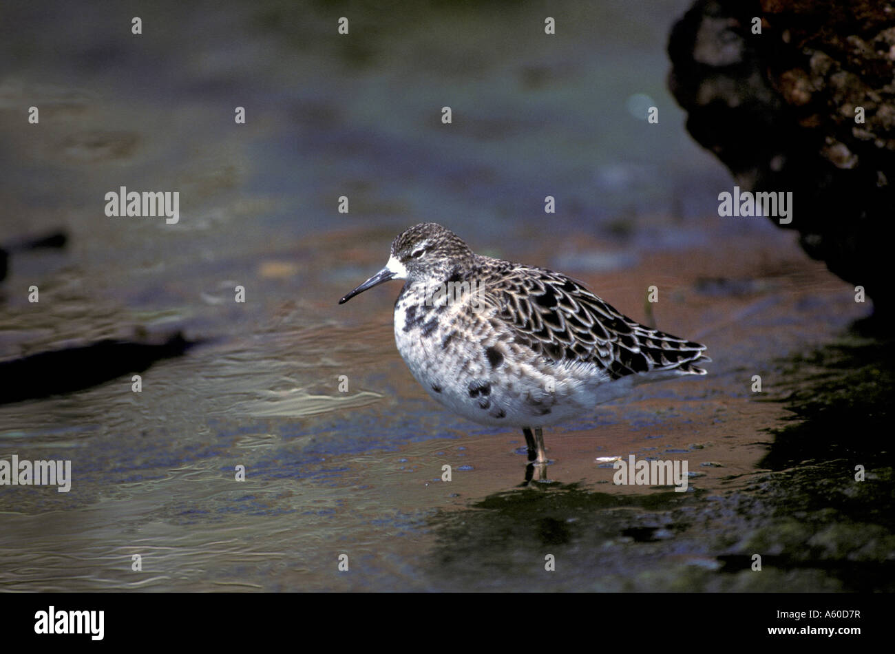Female ruff reeve Banque de photographies et d’images à haute ...