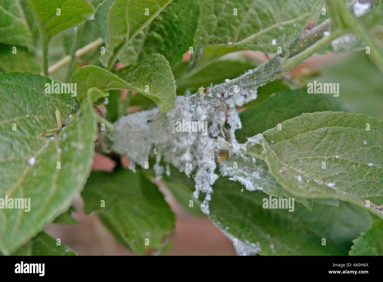 Puceron lanigère Eriosoma lanigerum attaquant jeune pomme branche cu ...