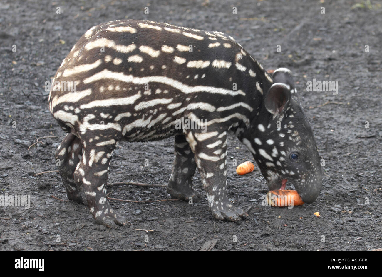 Baby tapir Banque de photographies et d’images à haute résolution - Alamy