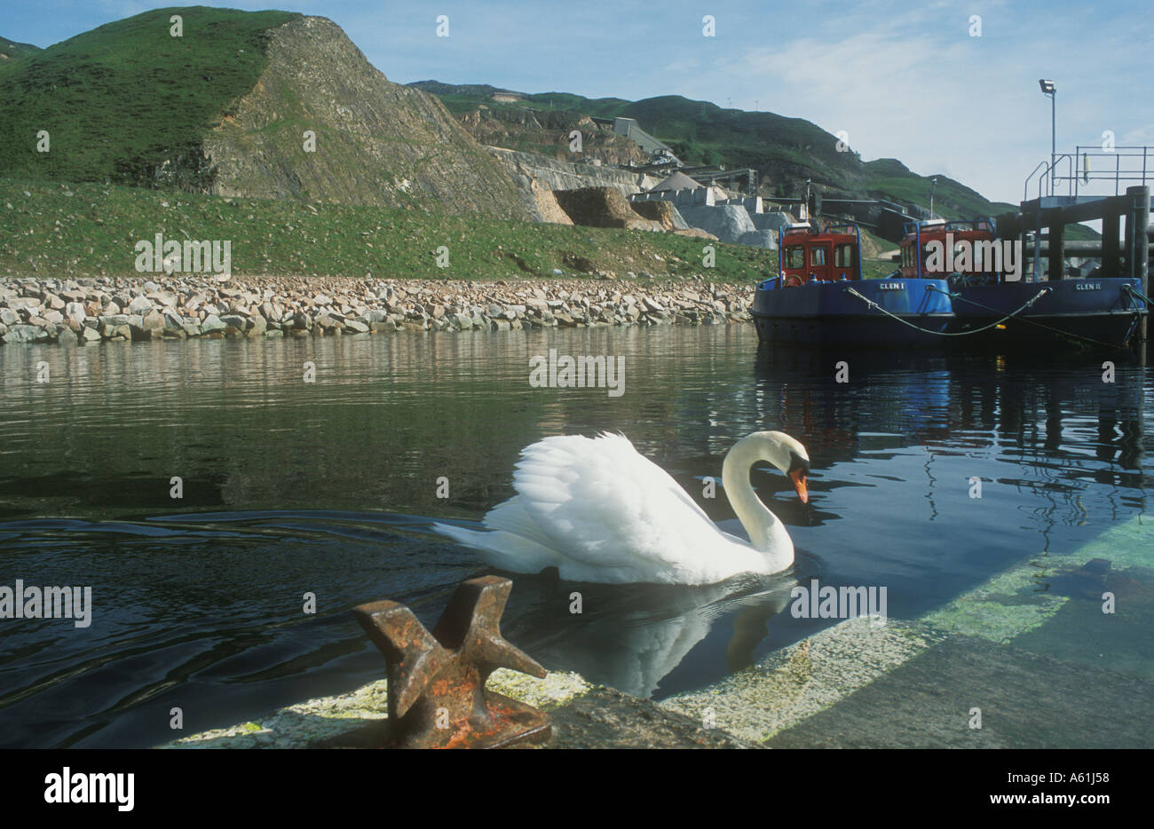 Algue de mer cygne Banque de photographies et d’images à haute résolution - Alamy