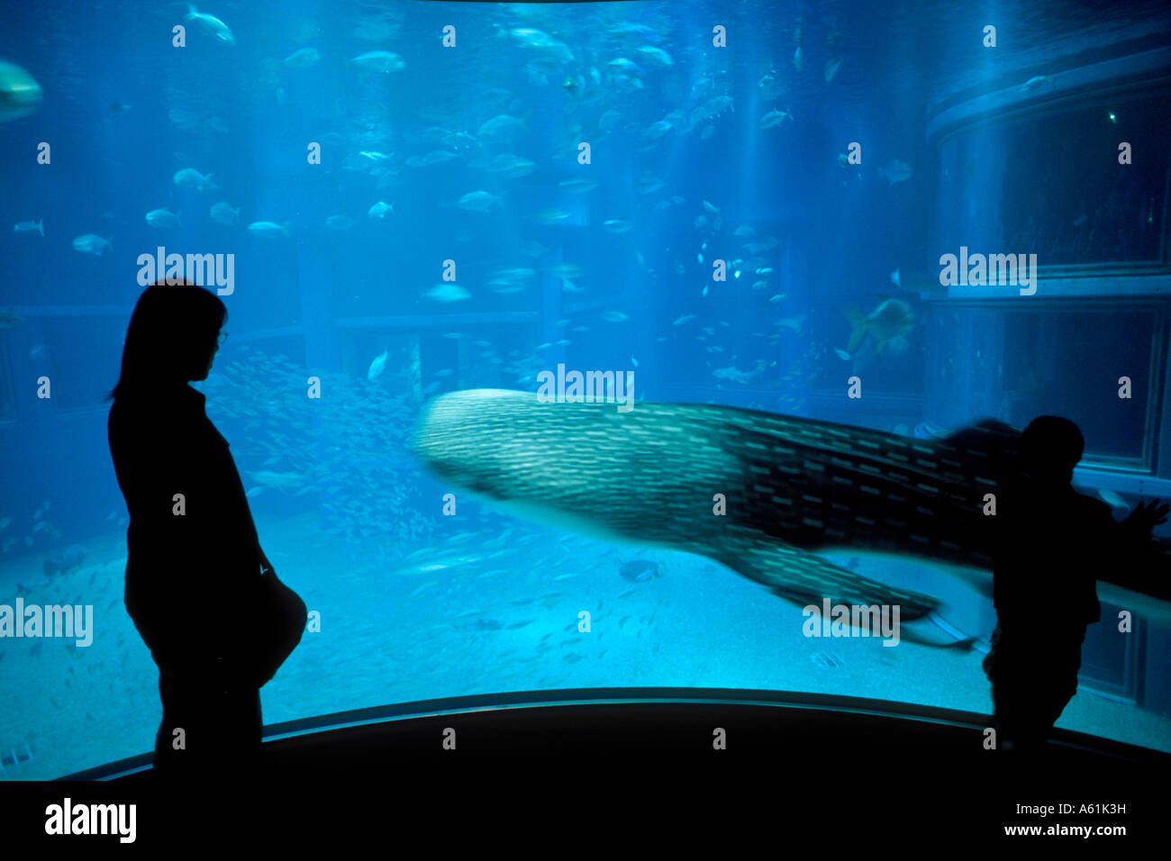Aquarium de requin baleine osaka Banque de photographies et d’images à ...