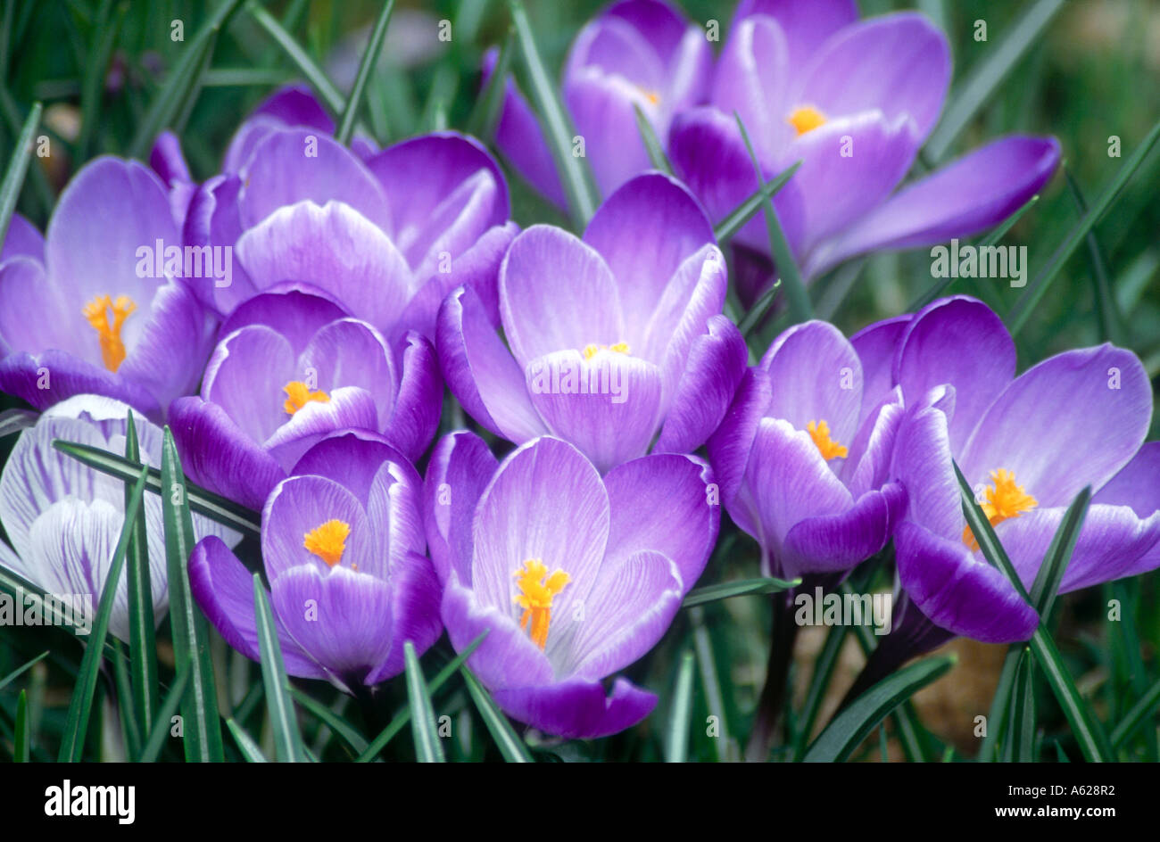 Crocus imperati Banque de photographies et d’images à haute résolution ...