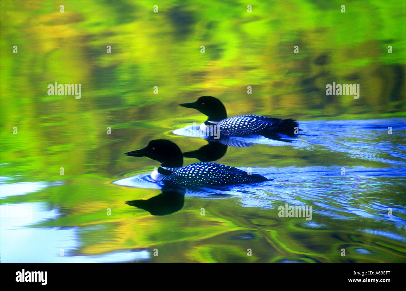 Les huards Banque de photographies et d’images à haute résolution - Alamy