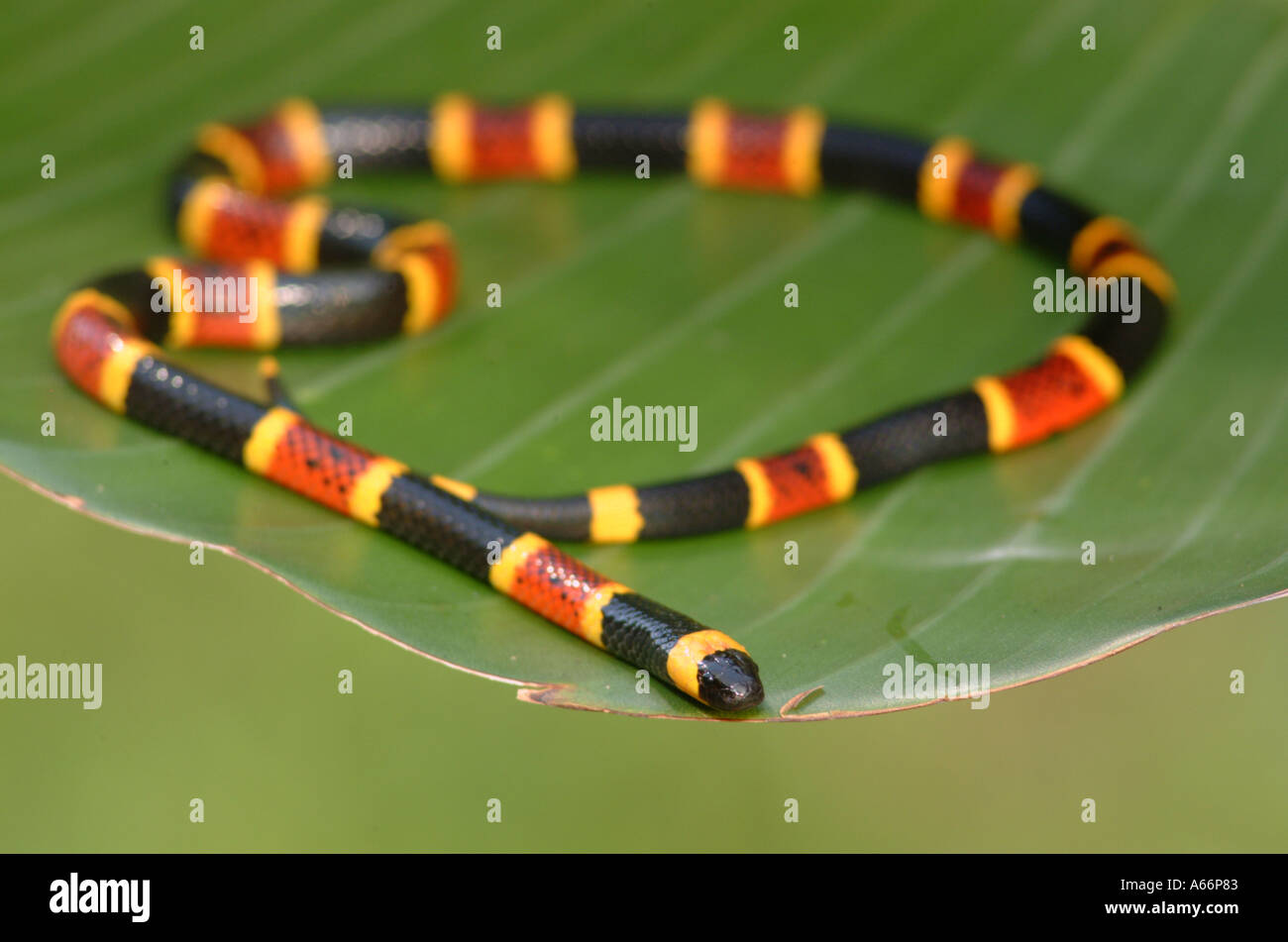 Serpent corail Micrurus fulvius reptiles venimeux vénéneux serpents ...