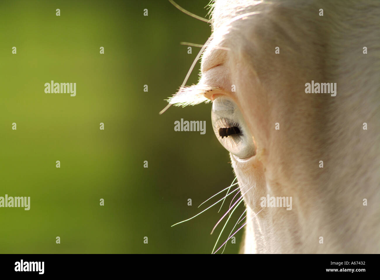 Vision du cheval Banque de photographies et d’images à haute résolution ...