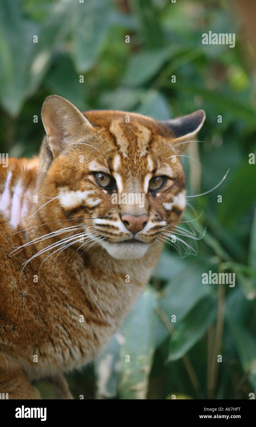 - Portrait de chat doré d'Asie / Catopuma temminckii Photo Stock - Alamy