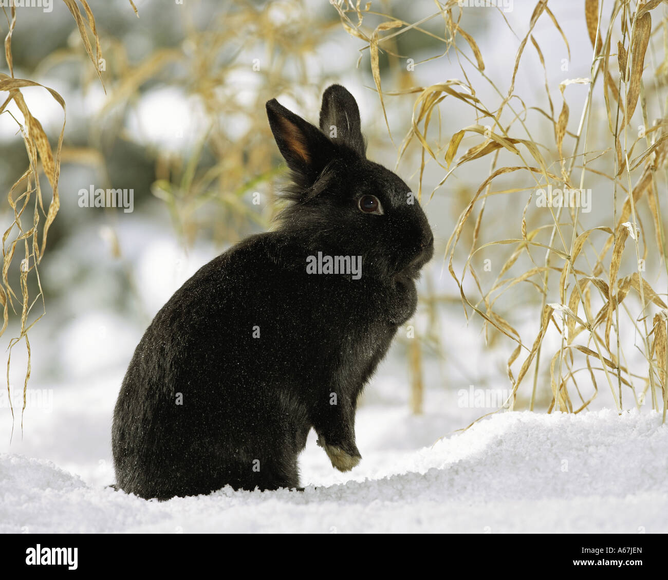 Nain noir Banque de photographies et d’images à haute résolution - Alamy
