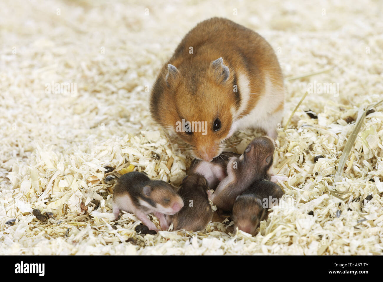 Golden hamster mesocricetus auratus standing Banque de photographies et ...