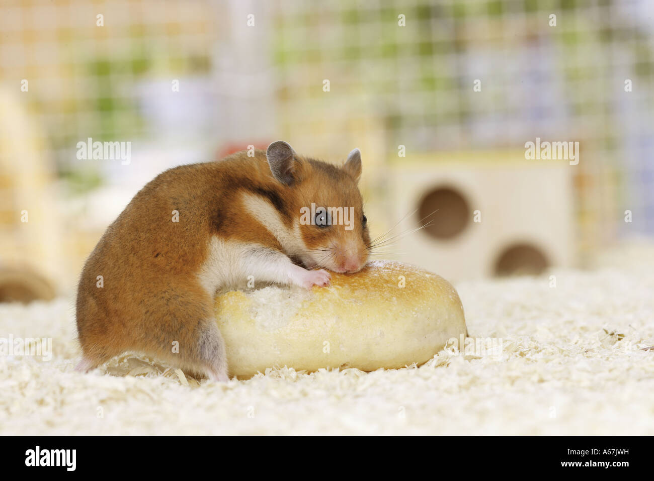 Golden hamster mesocricetus auratus standing Banque de photographies et ...
