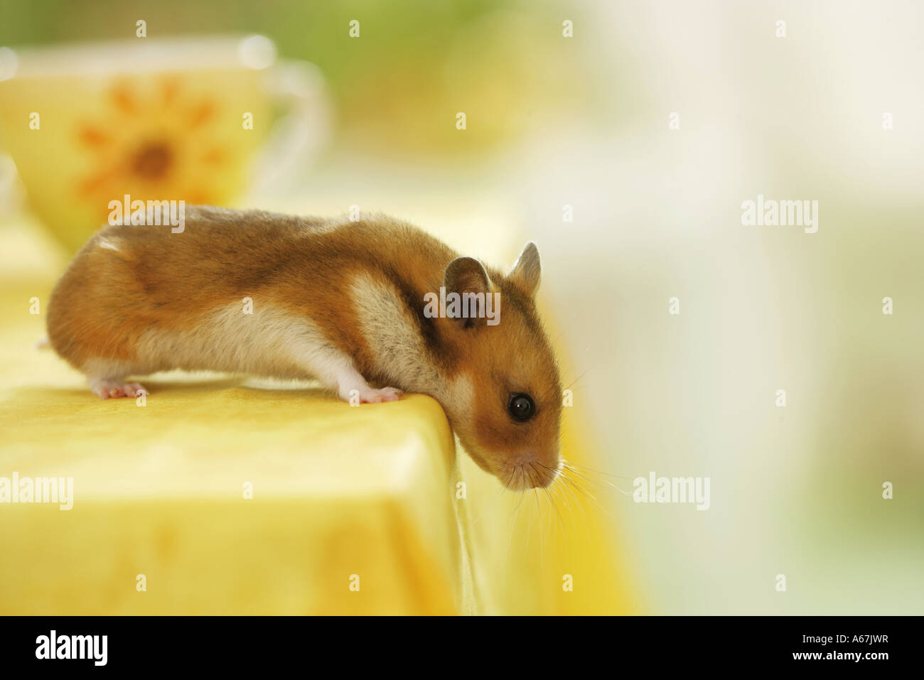 Golden hamster mesocricetus auratus standing Banque de photographies et ...