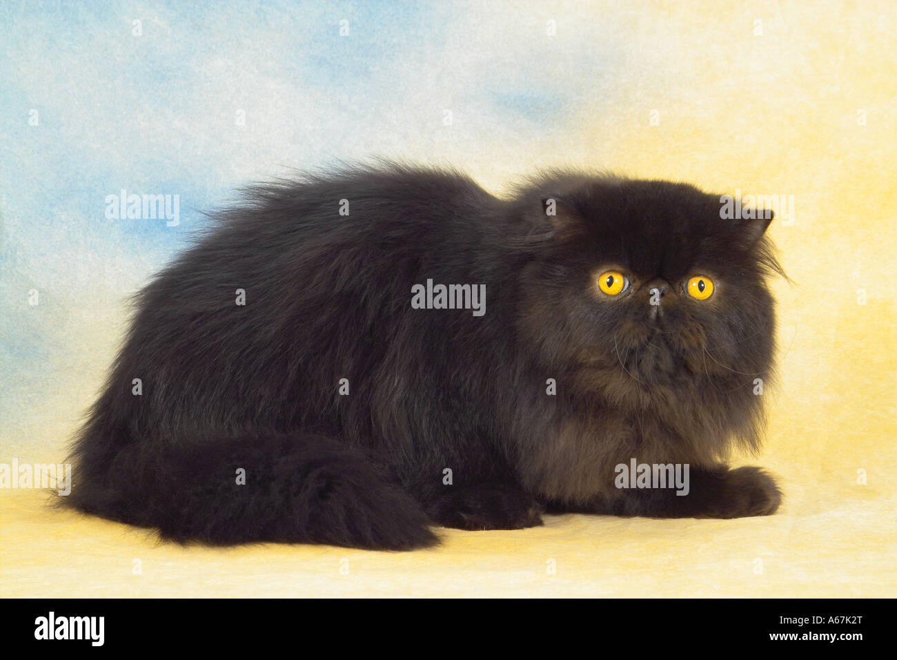 Persan noir Banque de photographies et d’images à haute résolution - Alamy