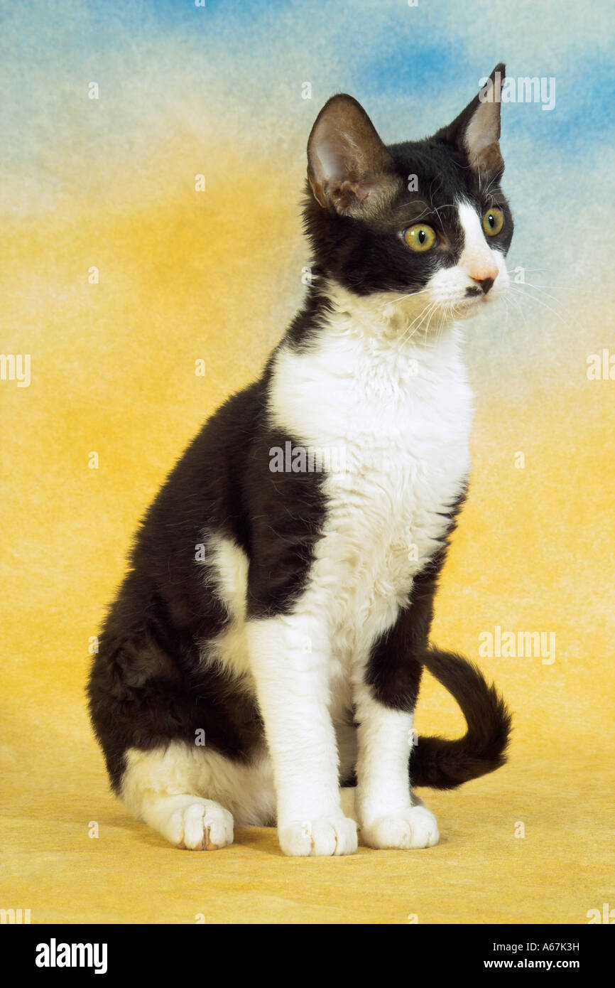 German rex cat Banque de photographies et d’images à haute résolution ...