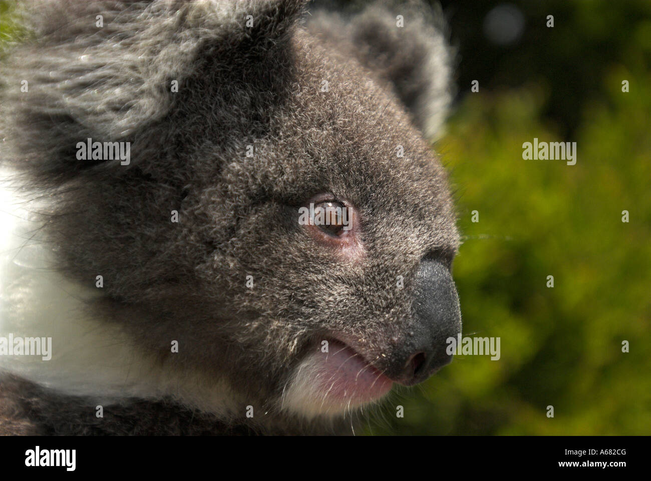 Faune australienne Banque de photographies et d’images à haute ...