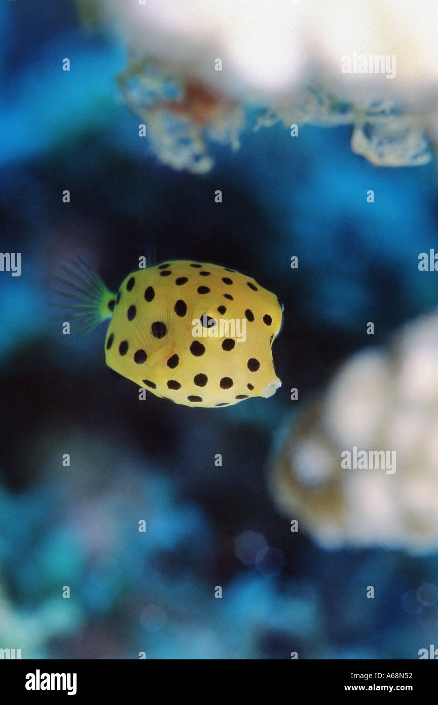 Le boxfish Banque de photographies et d’images à haute résolution - Alamy