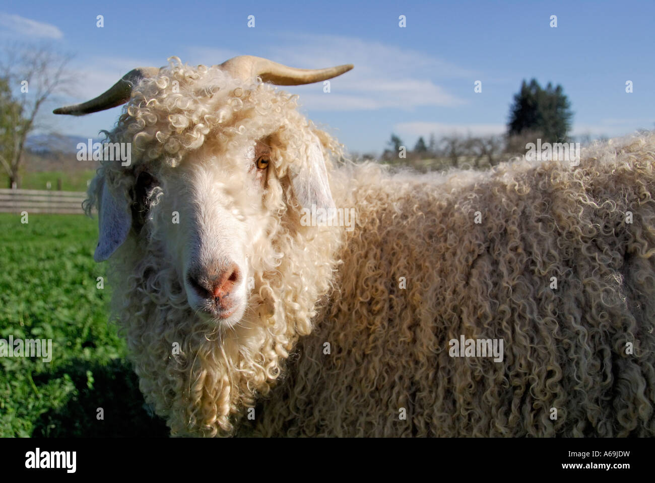 Polaire angora Banque de photographies et d’images à haute résolution ...