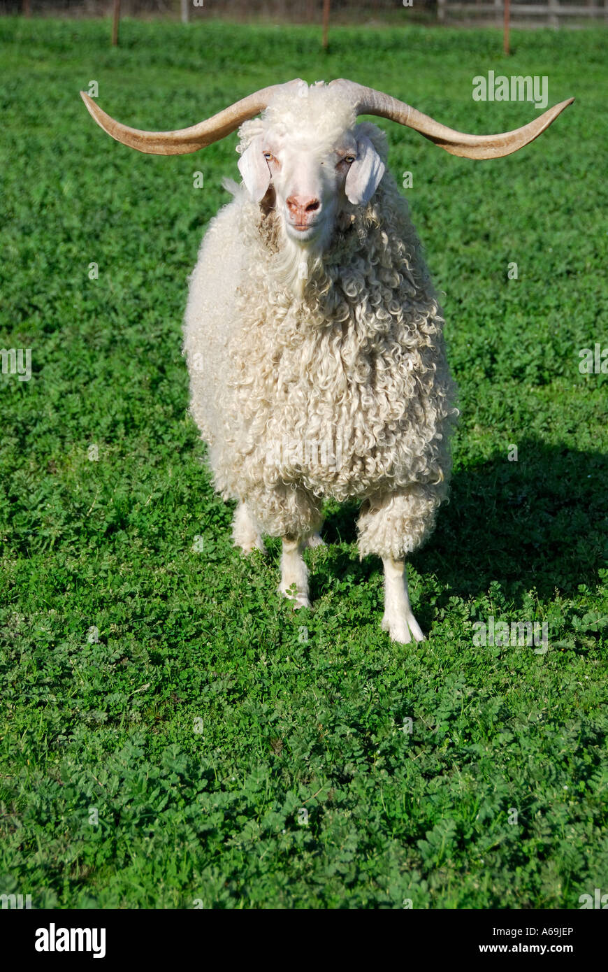 Angora goat Banque de photographies et d’images à haute résolution - Alamy