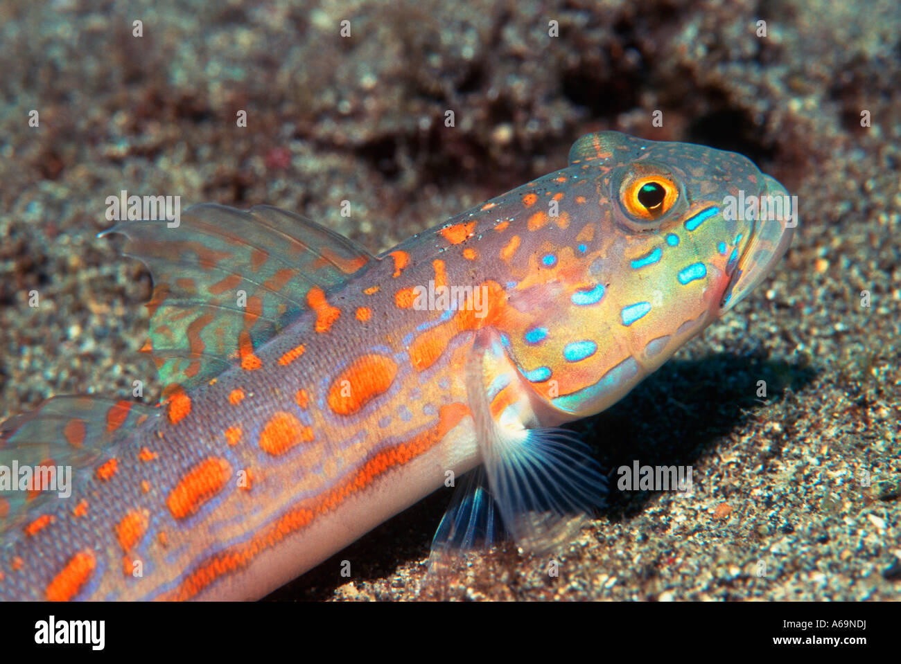 Sand gobies Banque de photographies et d’images à haute résolution - Alamy