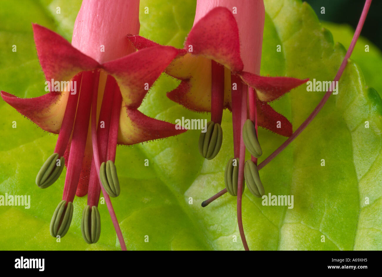 Phygelius rectus Banque de photographies et d’images à haute résolution ...