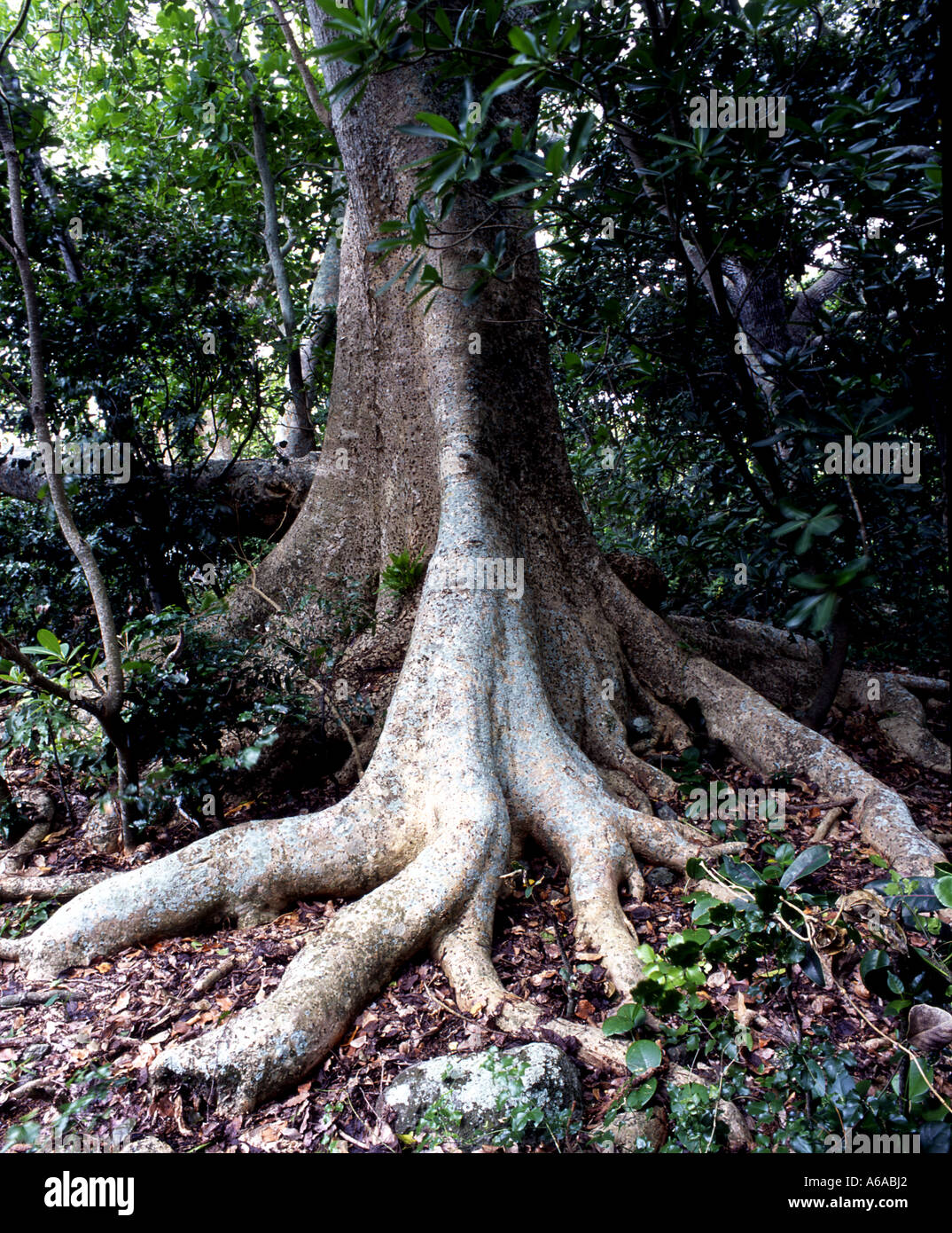 Pisonia tree Banque de photographies et d’images à haute résolution - Alamy