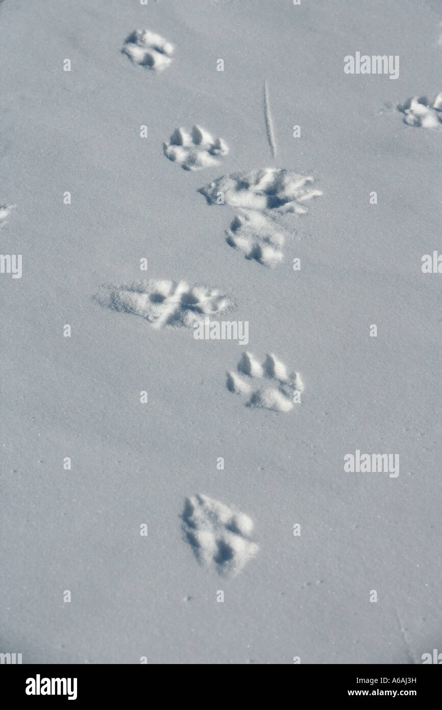 Loup arctique Banque de photographies et d’images à haute résolution ...