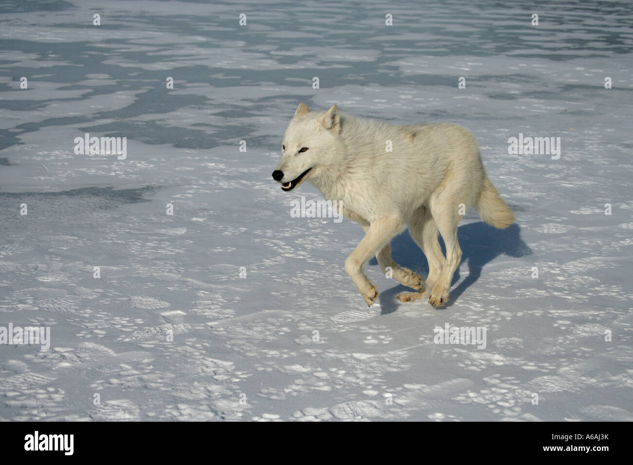 Arctic wolf Banque de photographies et d’images à haute résolution - Alamy