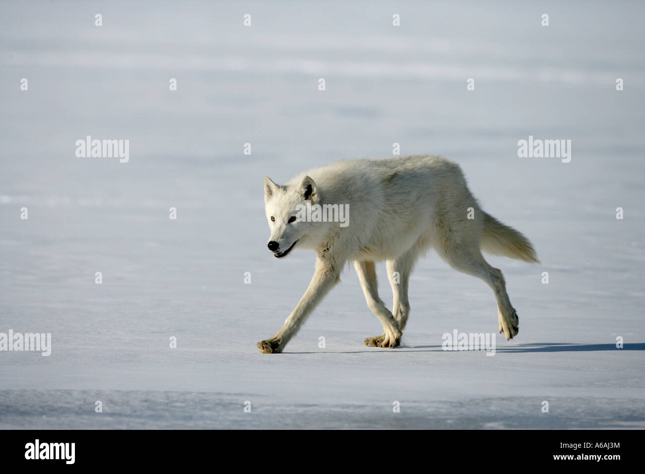Loup arctique run Banque de photographies et d’images à haute ...
