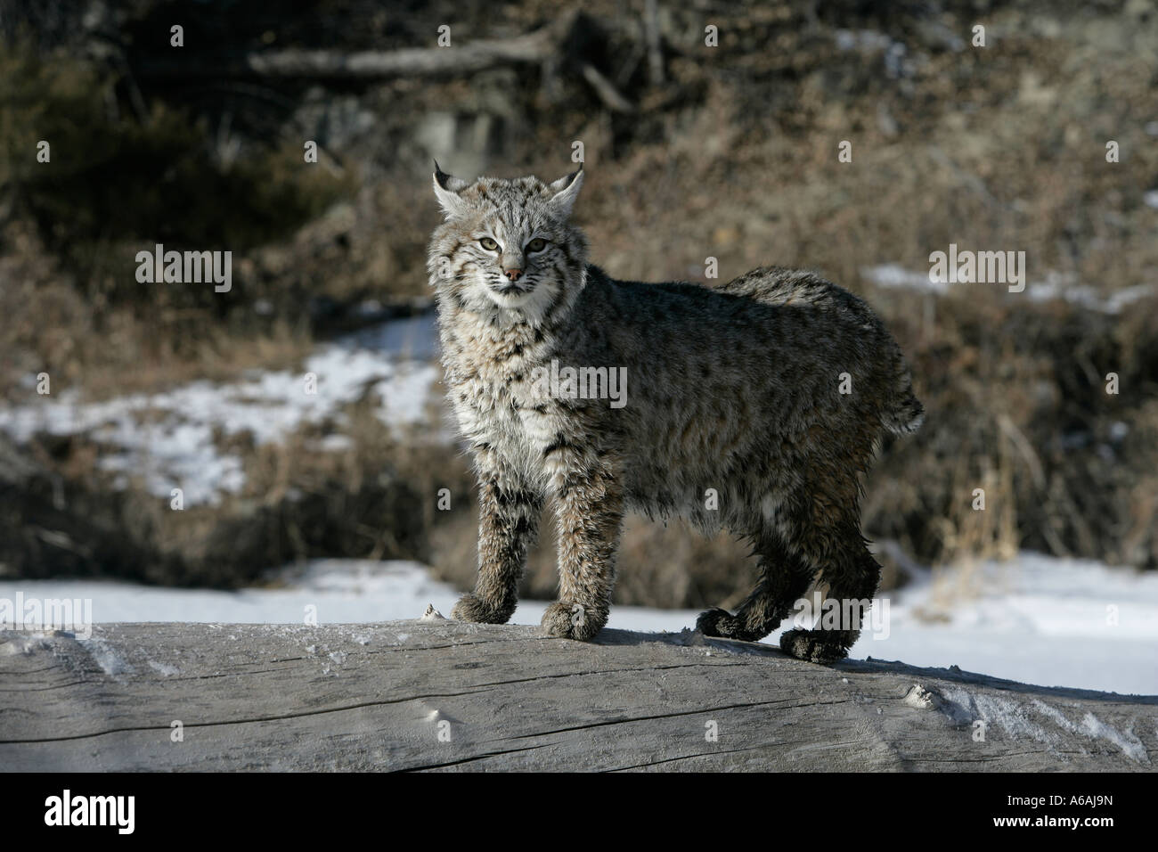 Lynx roux Banque de photographies et d’images à haute résolution - Alamy