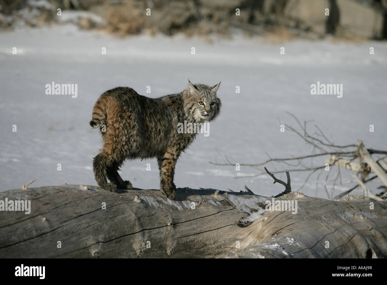 Lynx roux Banque de photographies et d’images à haute résolution - Alamy