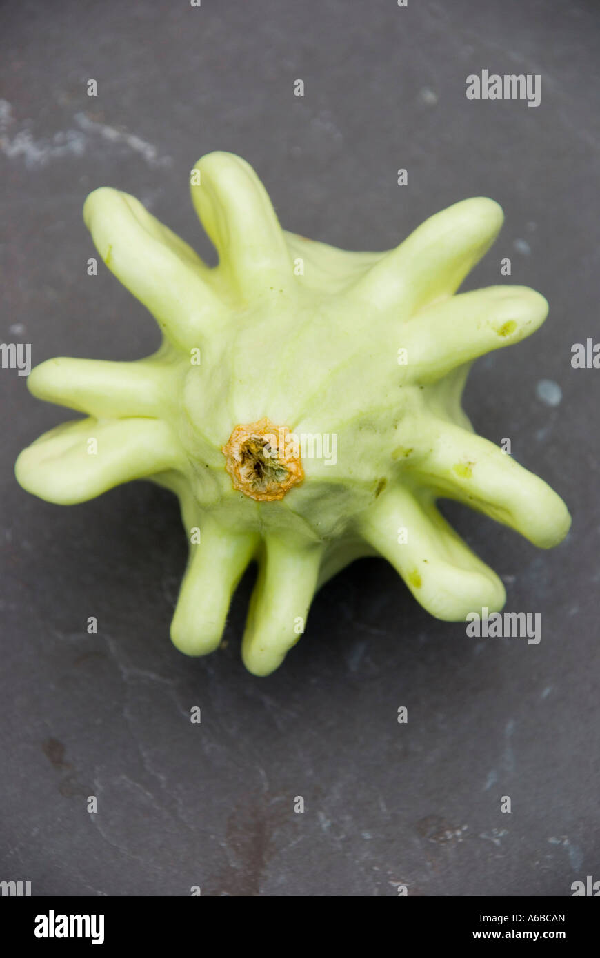 Yugoslavian finger fruit squash Banque de photographies et d’images à ...