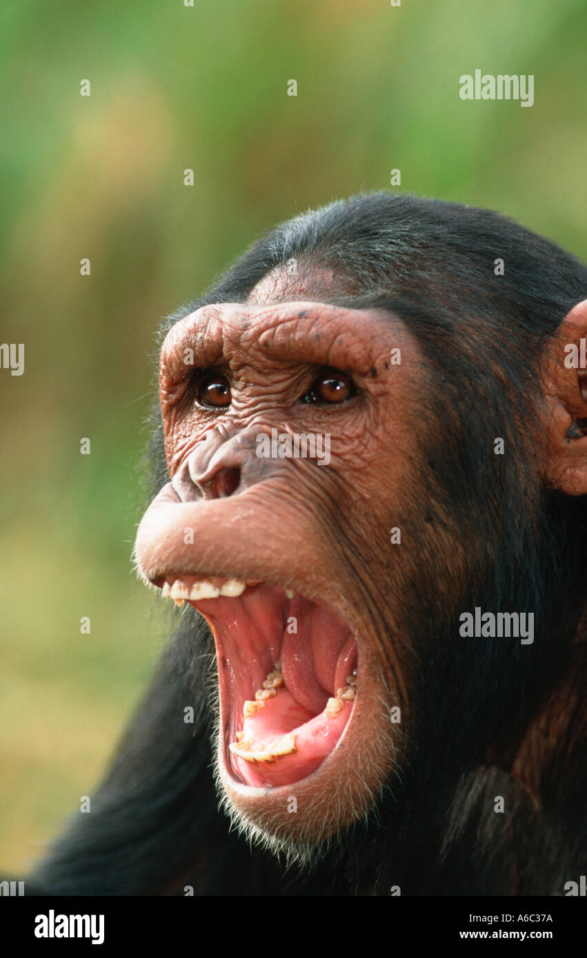 Chimpanzee grin Banque de photographies et d’images à haute résolution ...