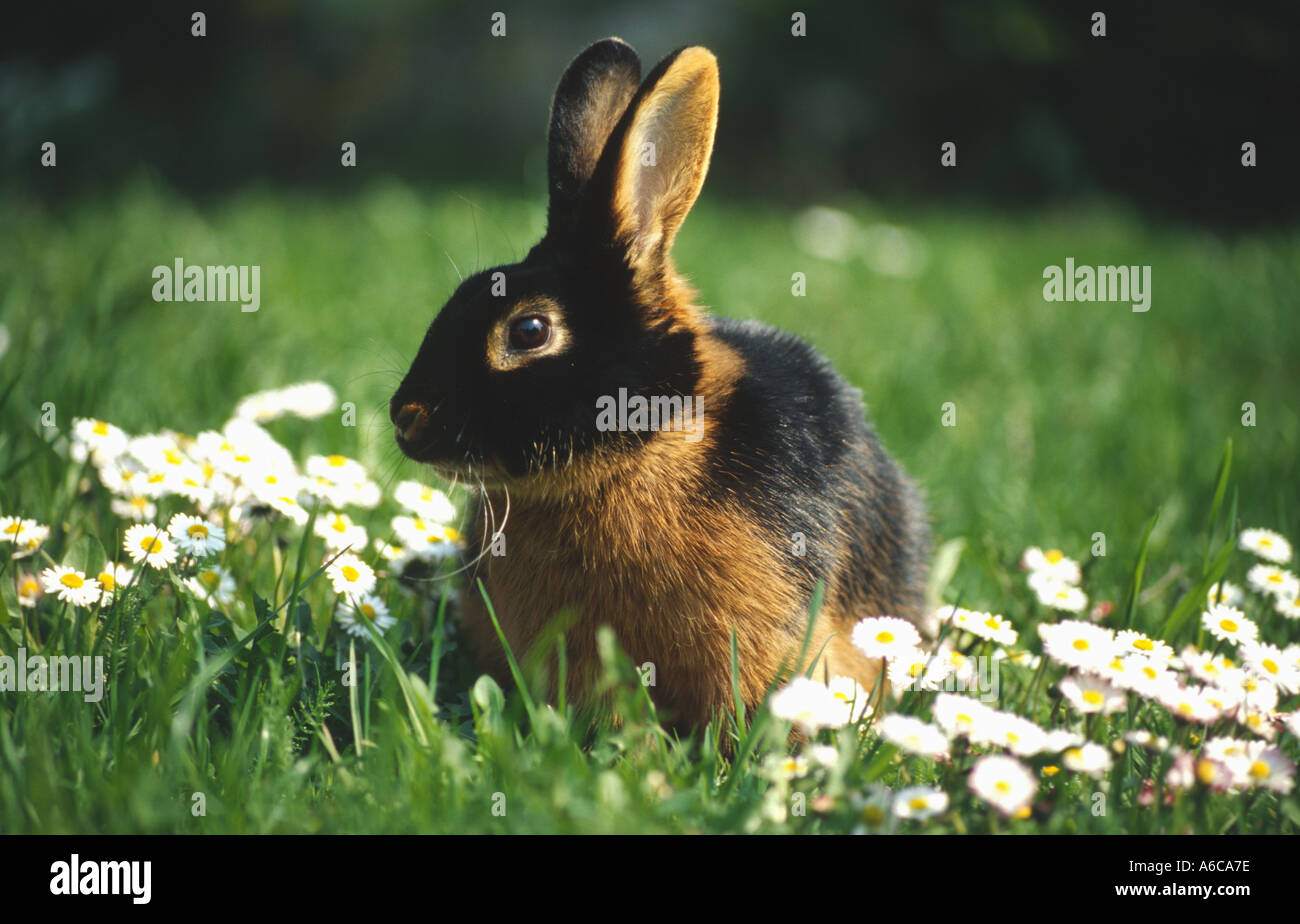 Brun lapin Banque de photographies et d’images à haute résolution - Alamy