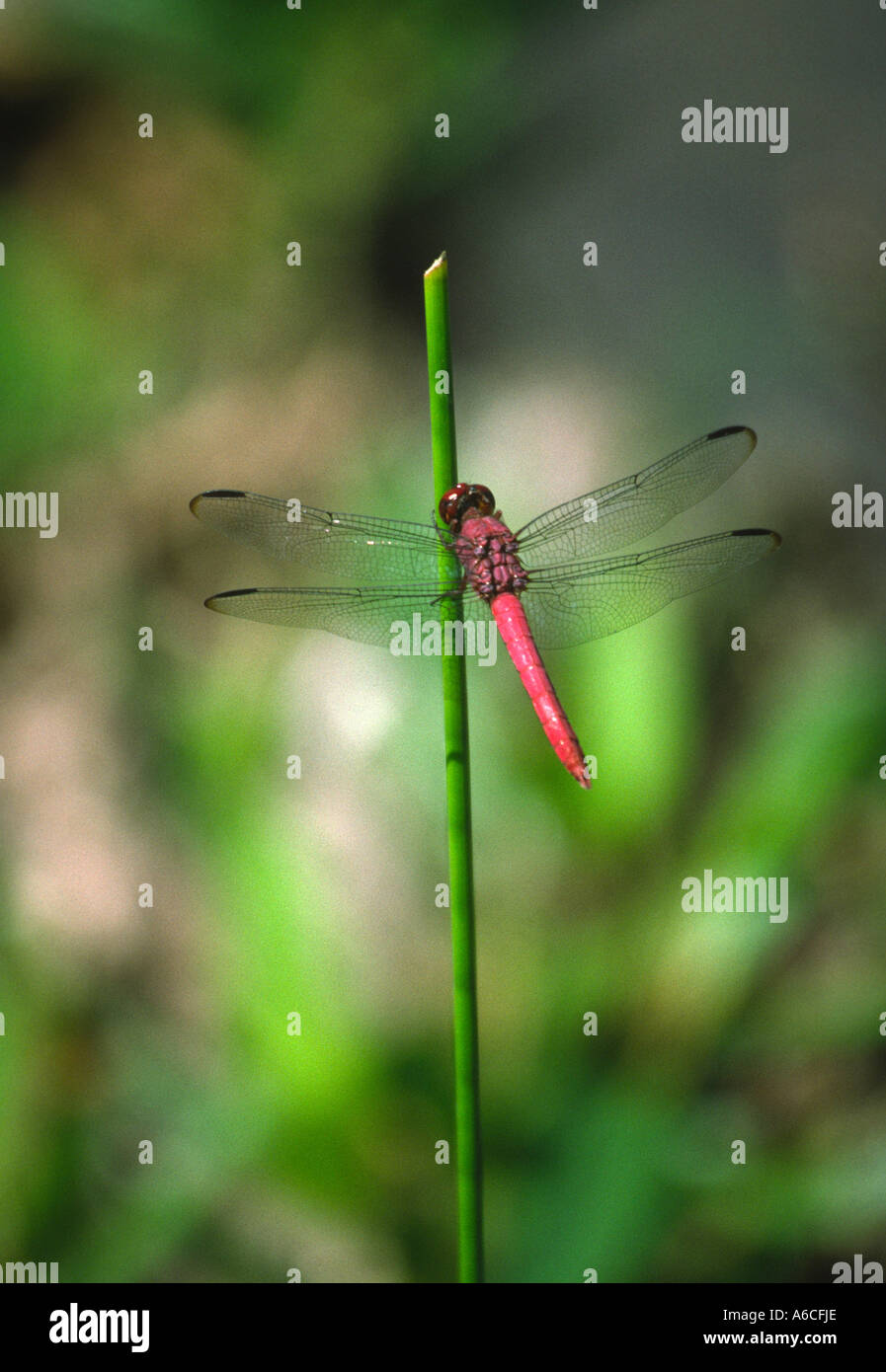 Insects belize Banque de photographies et d’images à haute résolution ...