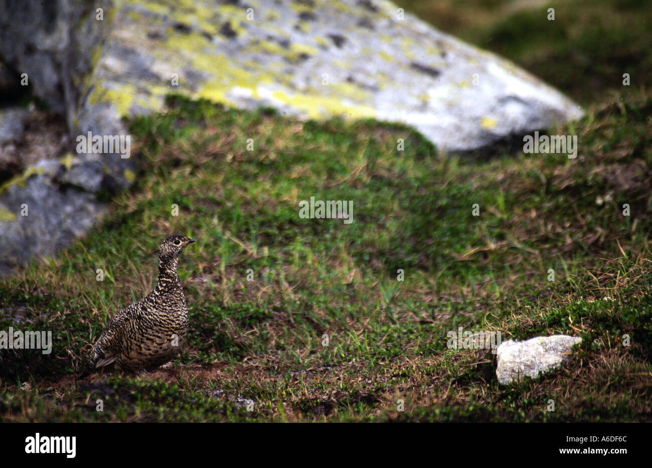 Le rype Banque de photographies et d’images à haute résolution - Alamy