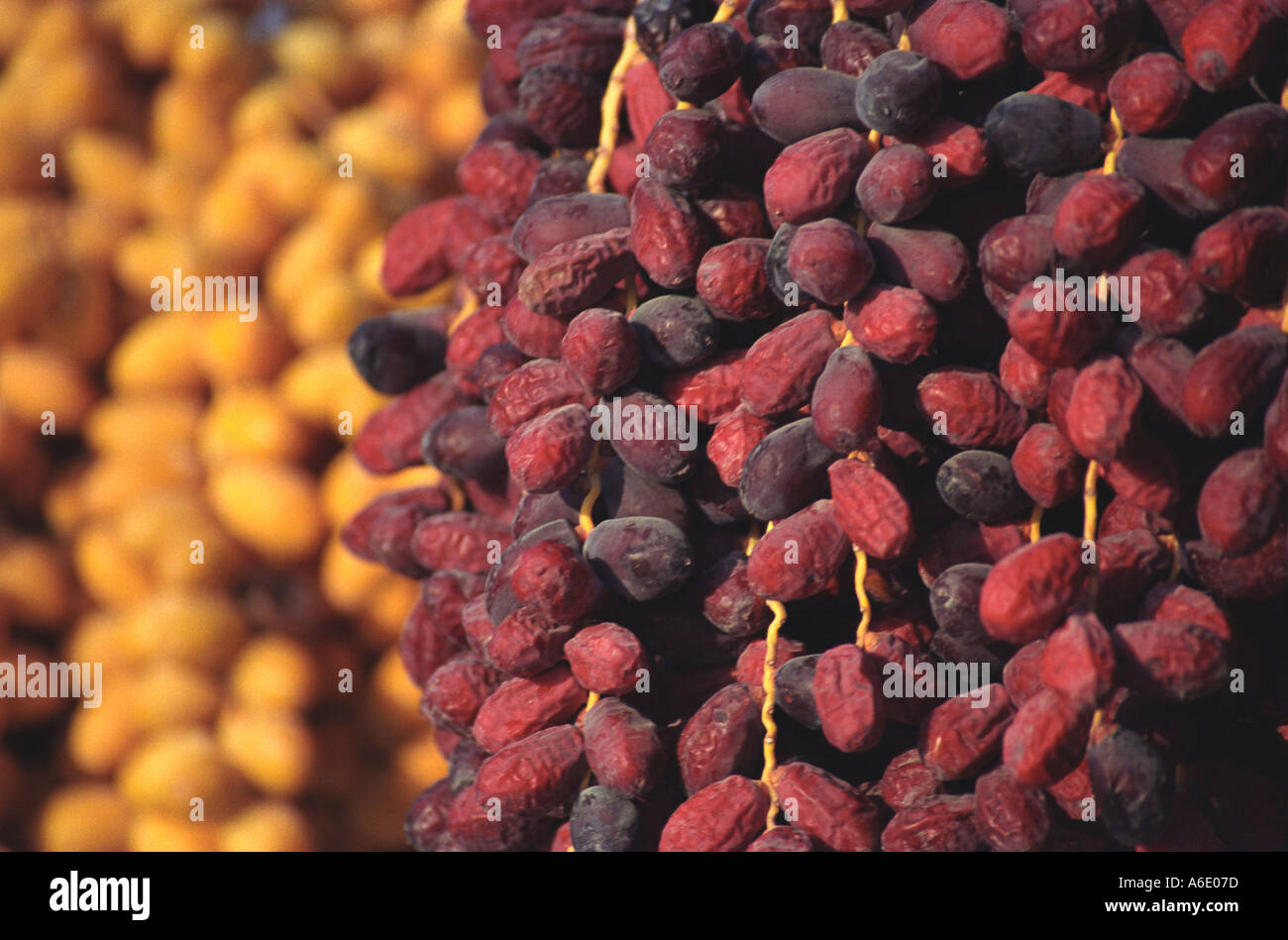 Dattes jaunes suspendues Banque de photographies et d’images à haute ...