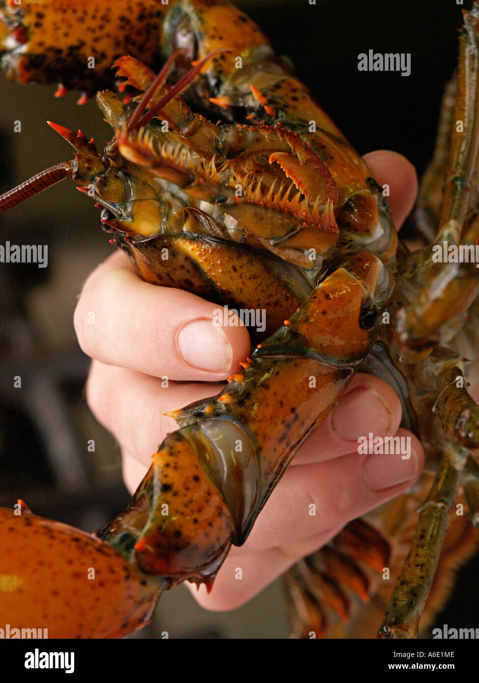 Queue du homard vivant Banque de photographies et d’images à haute ...