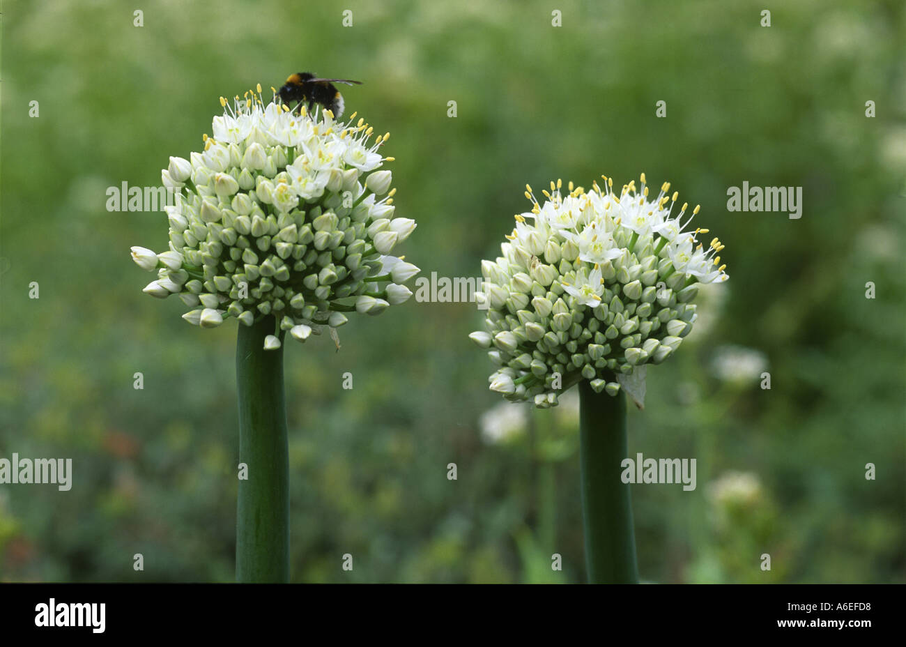 Allium sp Banque de photographies et d’images à haute résolution - Alamy